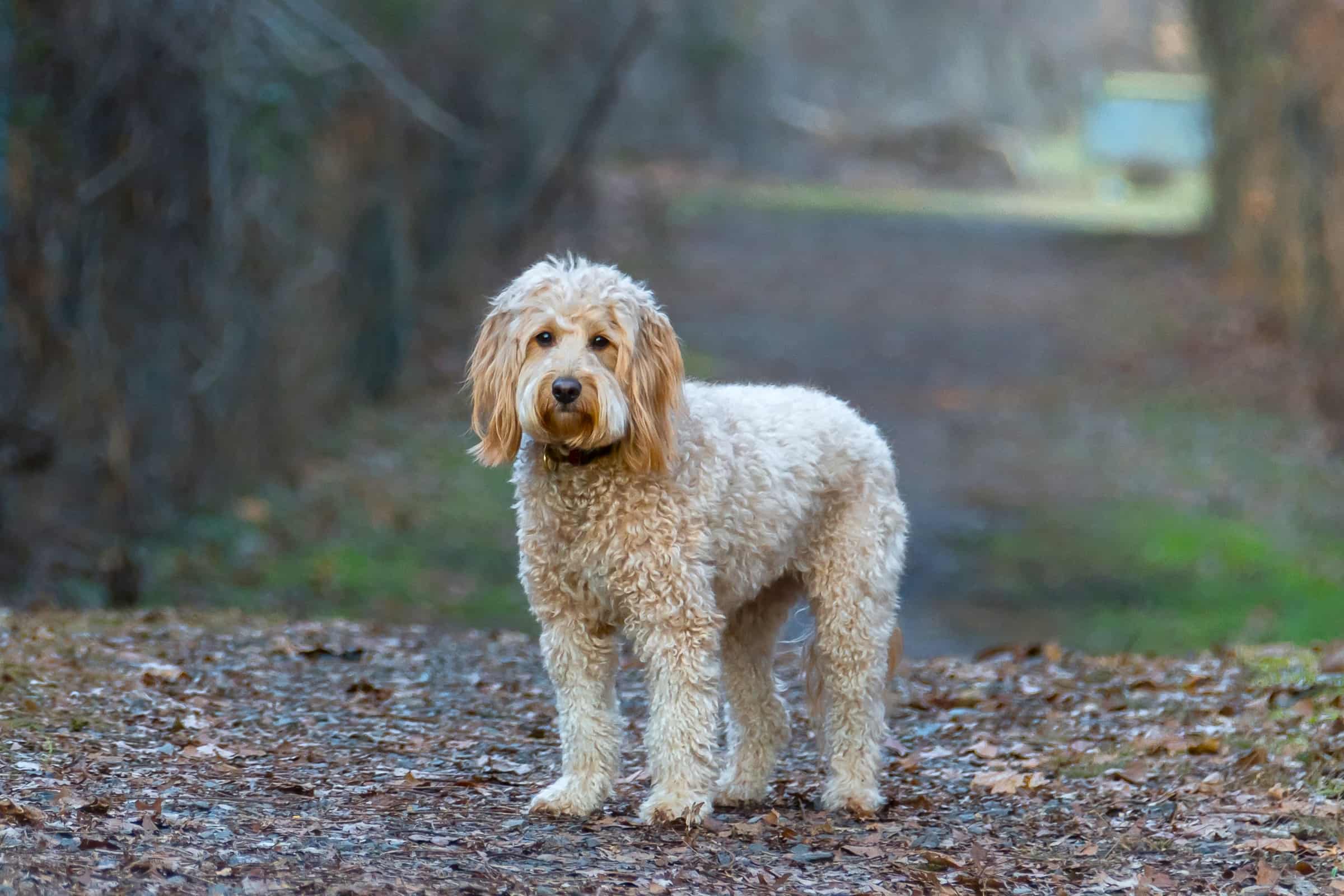 15 Things to Know About the Mini Goldendoodle
