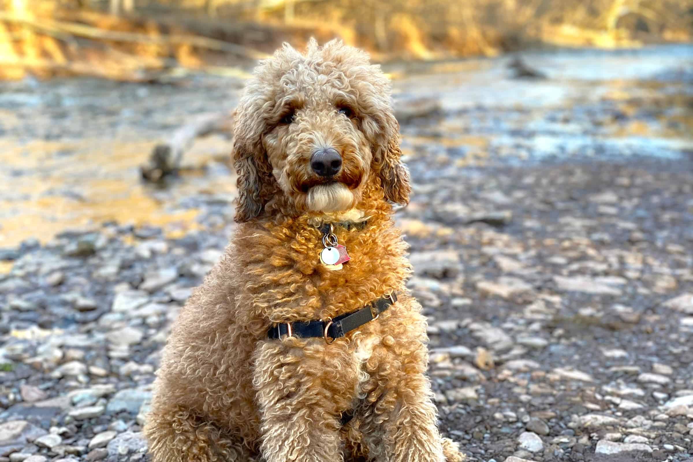 15 Things to Know About the Mini Goldendoodle