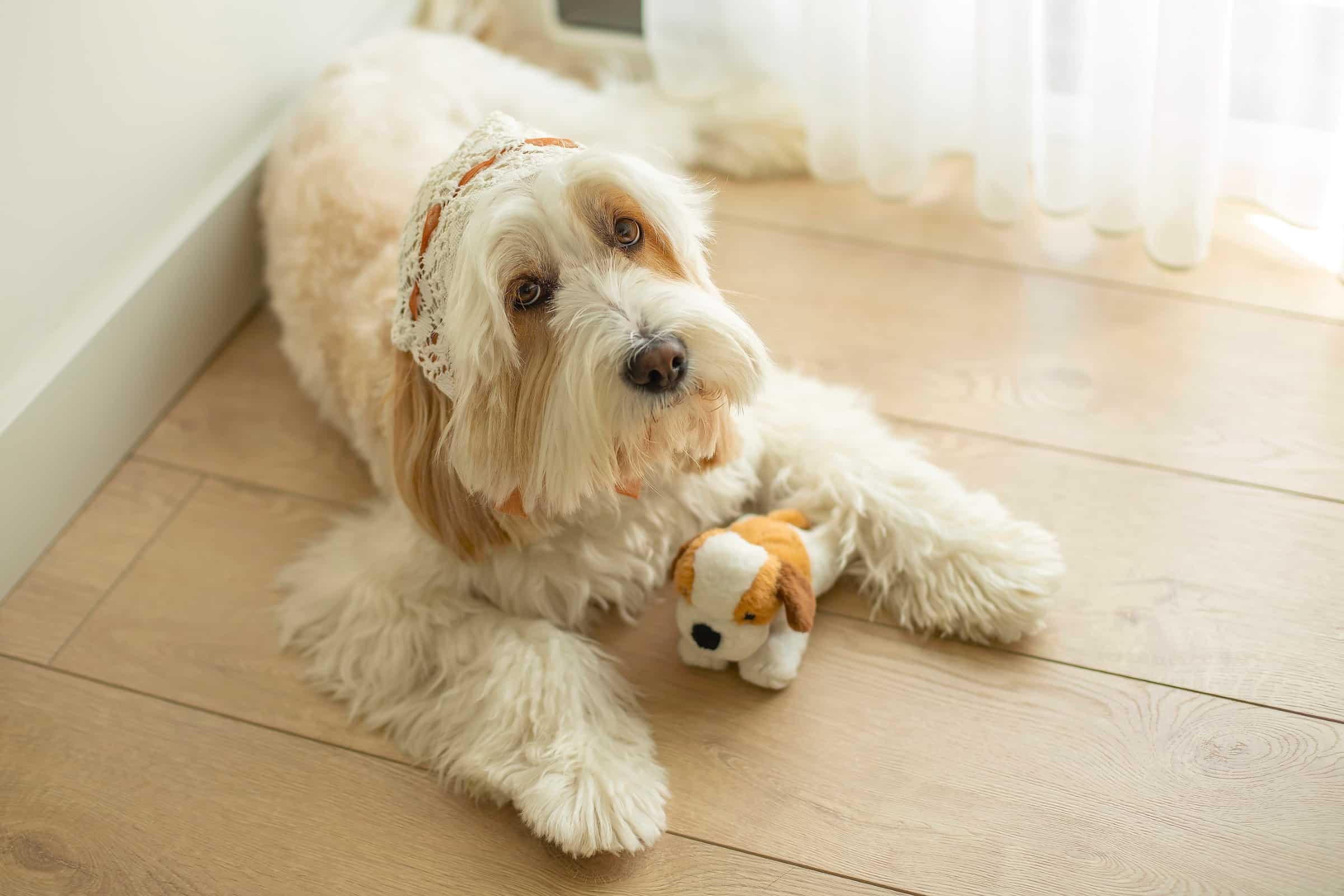 15 Things to Know About the Mini Goldendoodle