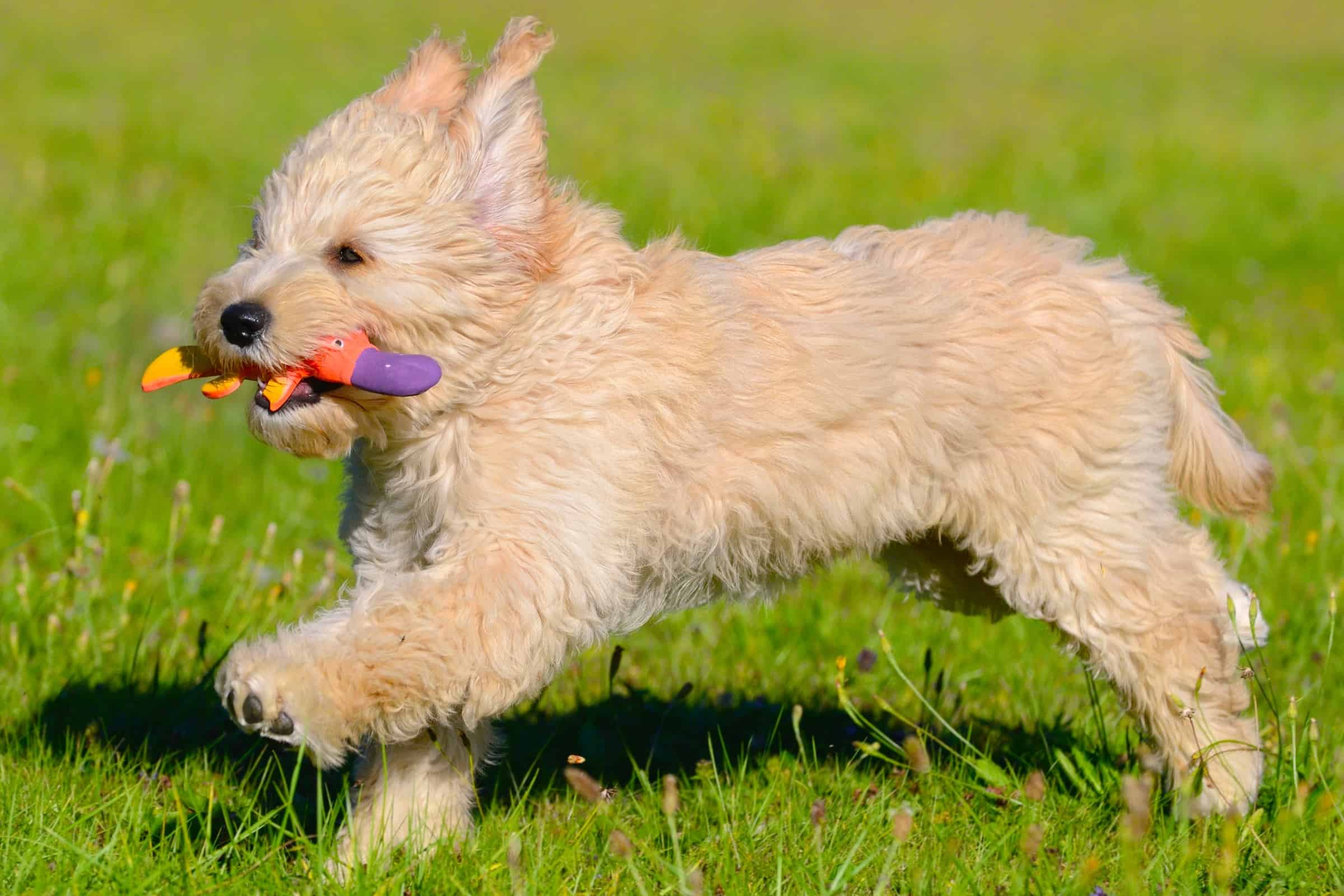 15 Things to Know About the Mini Goldendoodle