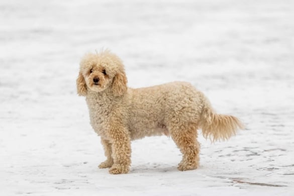 15 Things to Know About the Mini Goldendoodle
