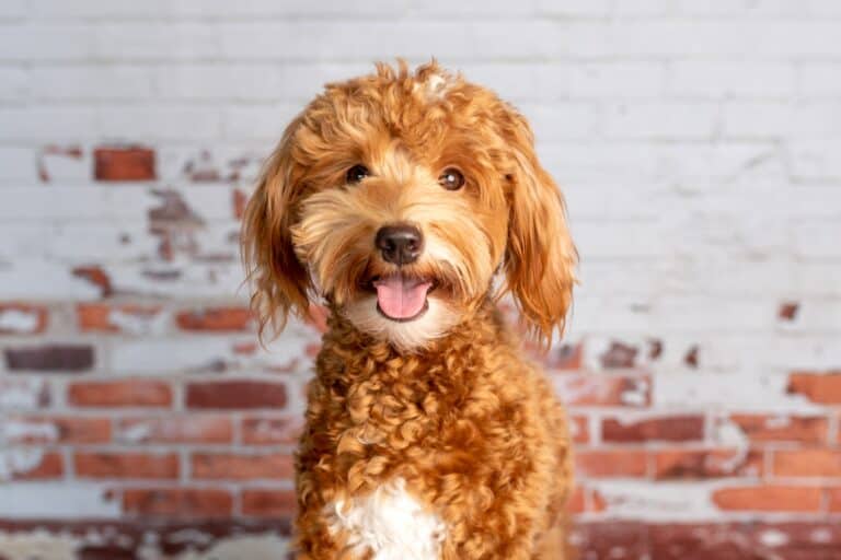 15 Things to Know About the Mini Goldendoodle