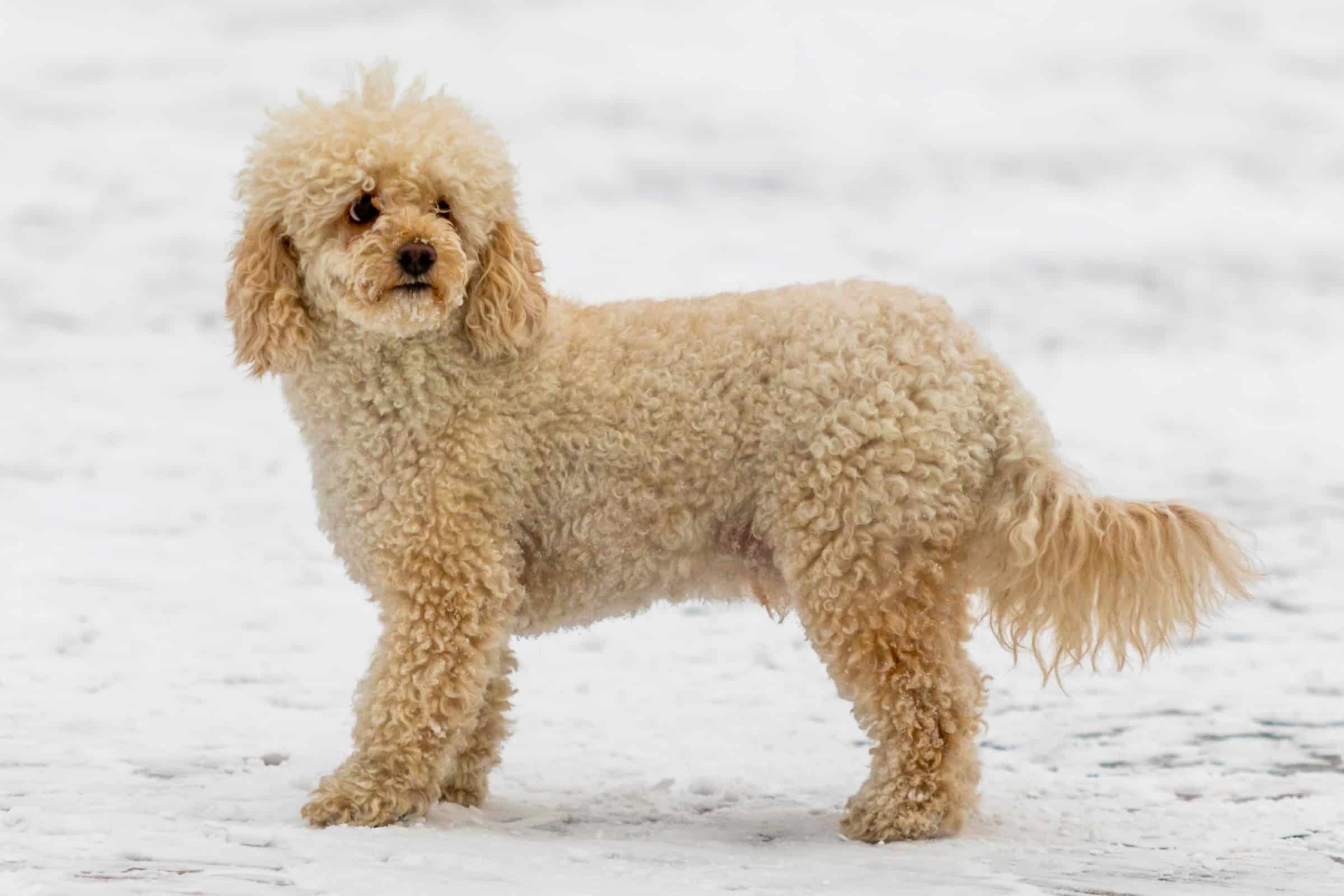 15 Things to Know About the Mini Goldendoodle