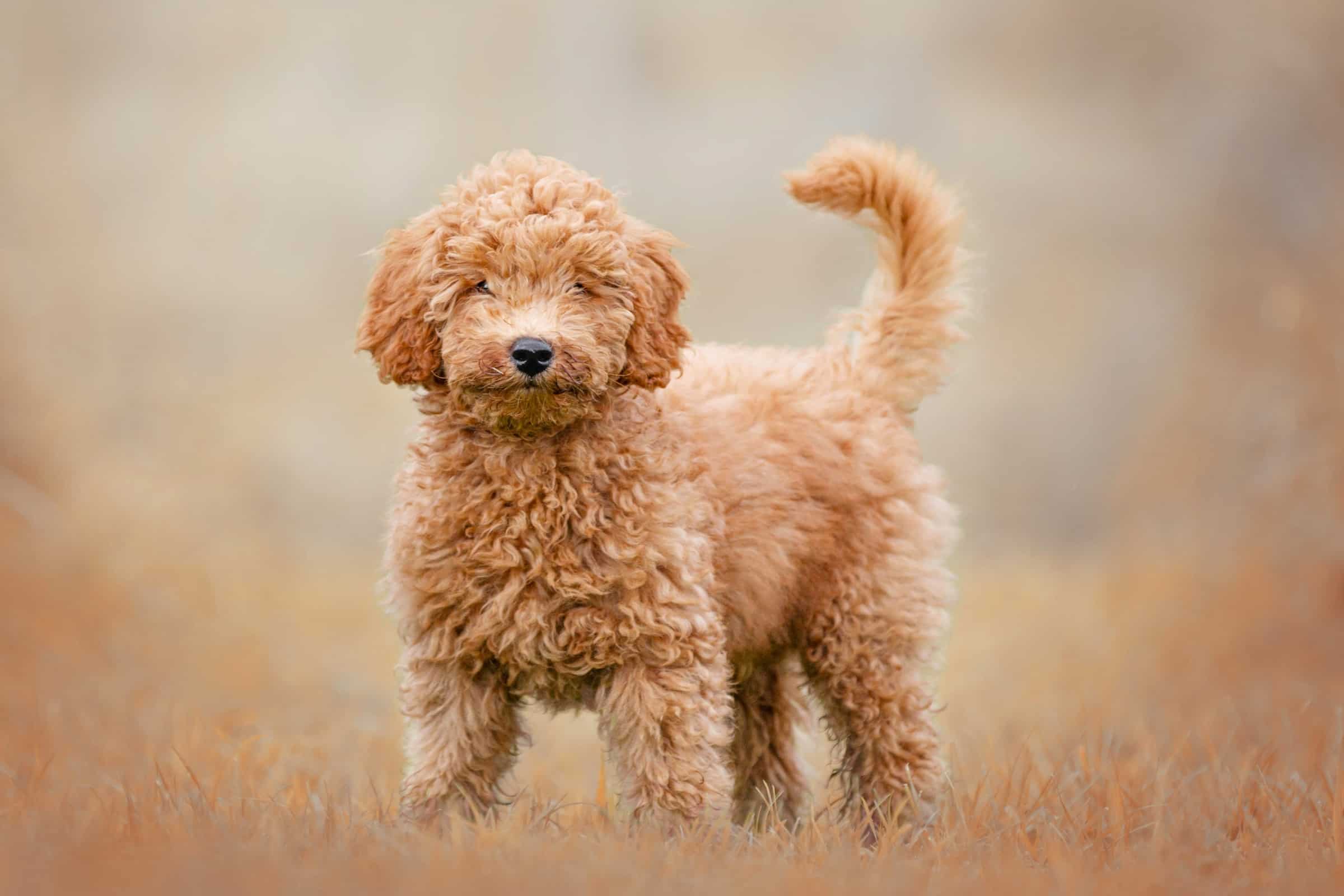 15 Things to Know About the Mini Goldendoodle