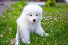 Miniature Samoyed: Do Mini Samoyeds Exist? (With Pictures)