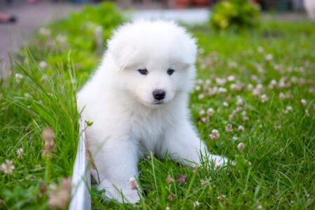 Miniature Samoyed: Do Mini Samoyeds Exist? (With Pictures)