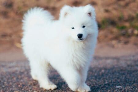 Miniature Samoyed: Do Mini Samoyeds Exist? (With Pictures)