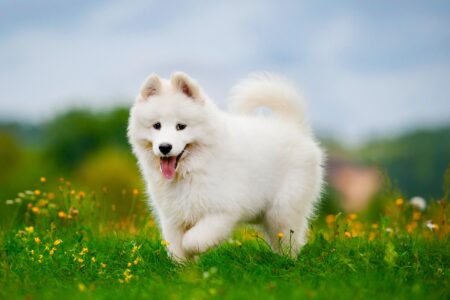 Miniature Samoyed: Do Mini Samoyeds Exist? (With Pictures)