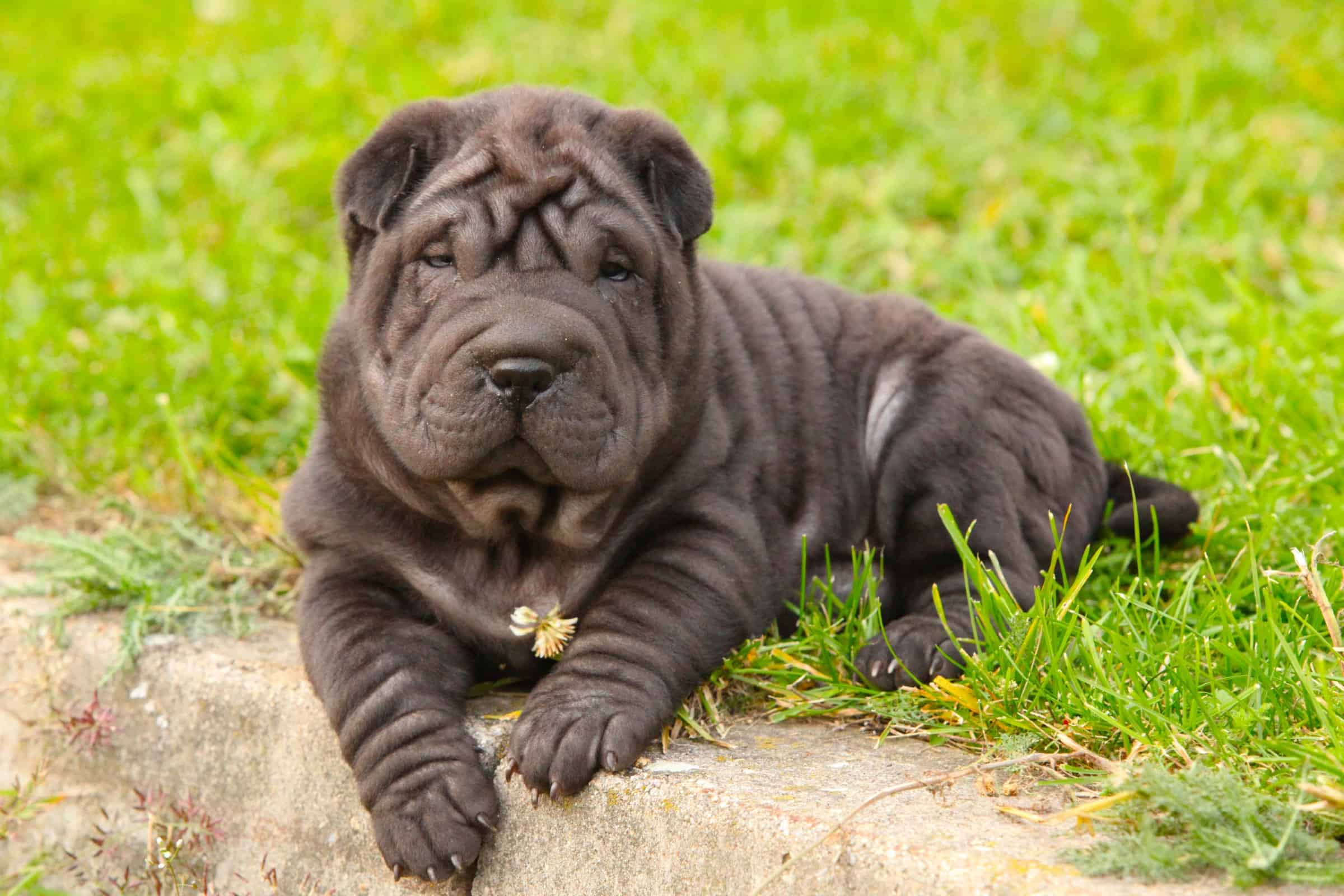 Miniature Shar-Pei: Breed Info, Size, Pictures, Traits & Facts
