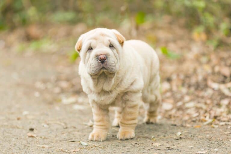 Miniature Shar-Pei: Breed Info, Size, Pictures & Facts