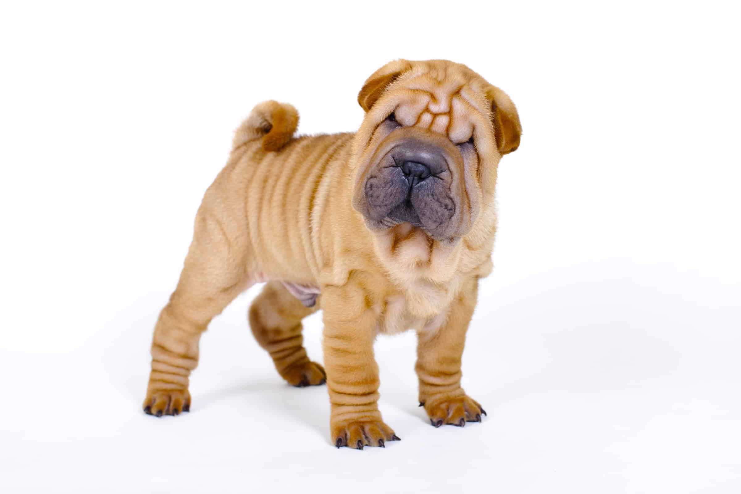 Miniature Shar-Pei: Breed Info, Size, Pictures, Traits & Facts