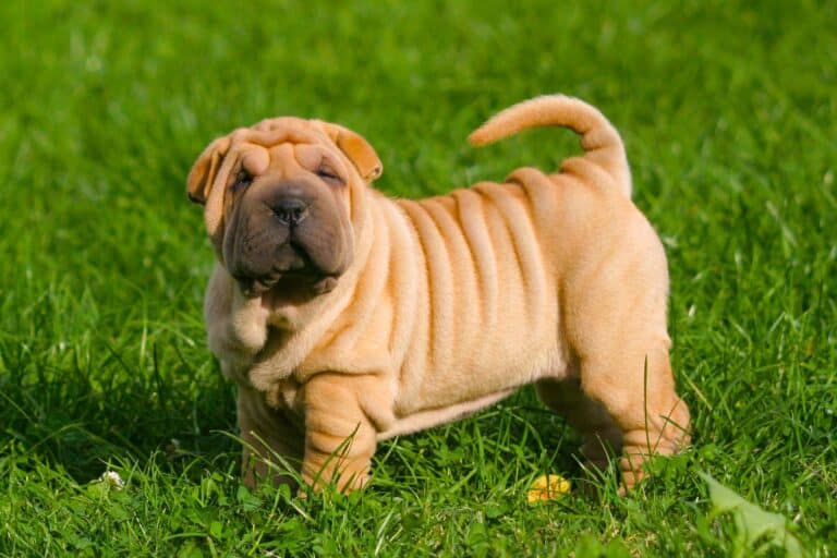 Miniature Shar-Pei: Breed Info, Size, Pictures & Facts