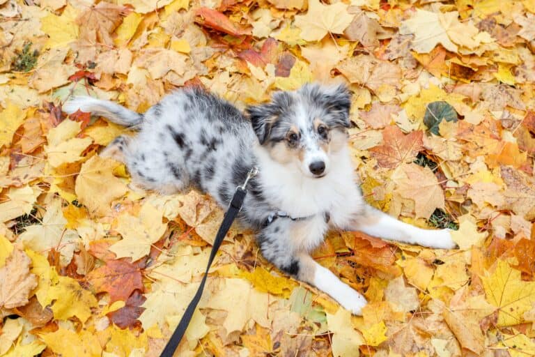 Miniature Sheltie: Everything You Need to Know (With Pictures)