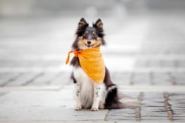 Miniature Sheltie: Everything You Need to Know (With Pictures)