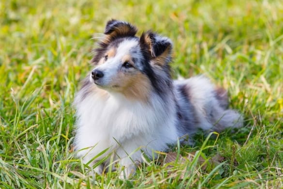 Miniature Sheltie: Everything You Need to Know (With Pictures)