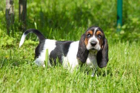 Mini Basset Hound: Breed Info, Size, Pictures, Traits & Facts