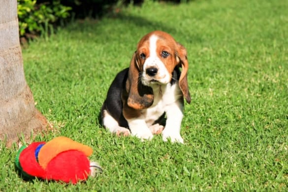 Mini Basset Hound: Breed Info, Size, Pictures, Traits & Facts