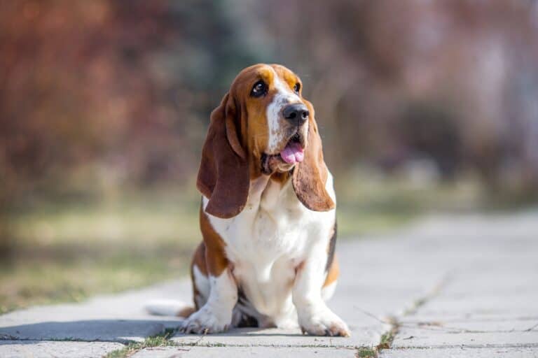 Mini Basset Hound: Breed Info, Size, Pictures, Traits & Facts