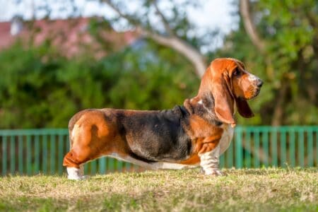 Mini Basset Hound: Breed Info, Size, Pictures, Traits & Facts