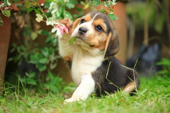 Pocket Beagle: Breed Info, Facts & Care Guide (With Pictures)