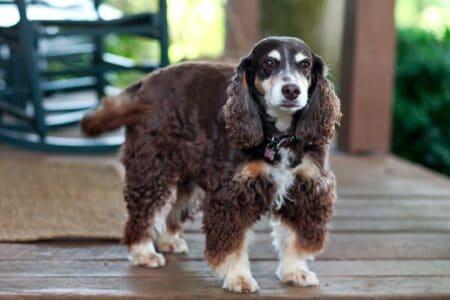Mini Cocker Spaniel: Breed Info, Size, Pictures, Traits & Facts