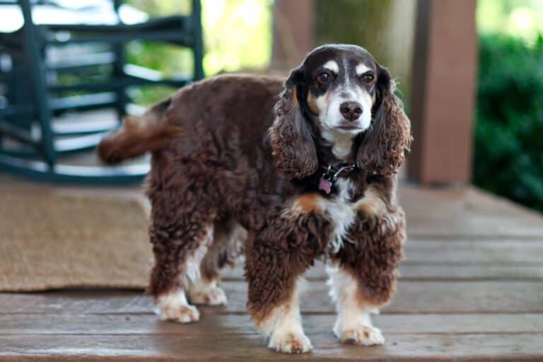 Mini Cocker Spaniel: Breed Info, Size, Pictures, Traits & Facts