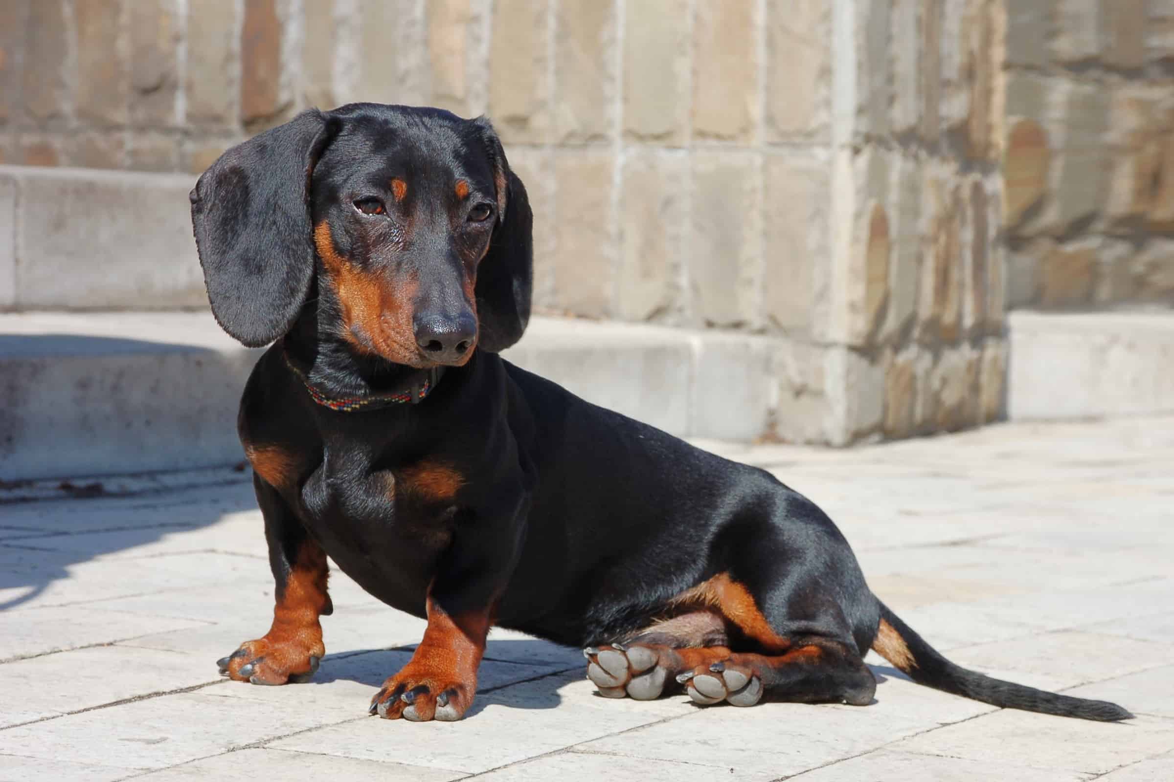 Mini Dachshund: Breed Info, Pictures, Traits & Care Guide