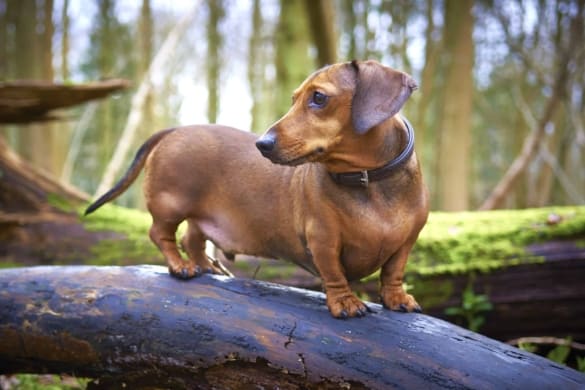 Mini Dachshund: Breed Info, Pictures, Traits & Care Guide