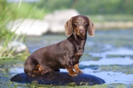 Mini Dachshund: Breed Info, Pictures, Traits & Care Guide