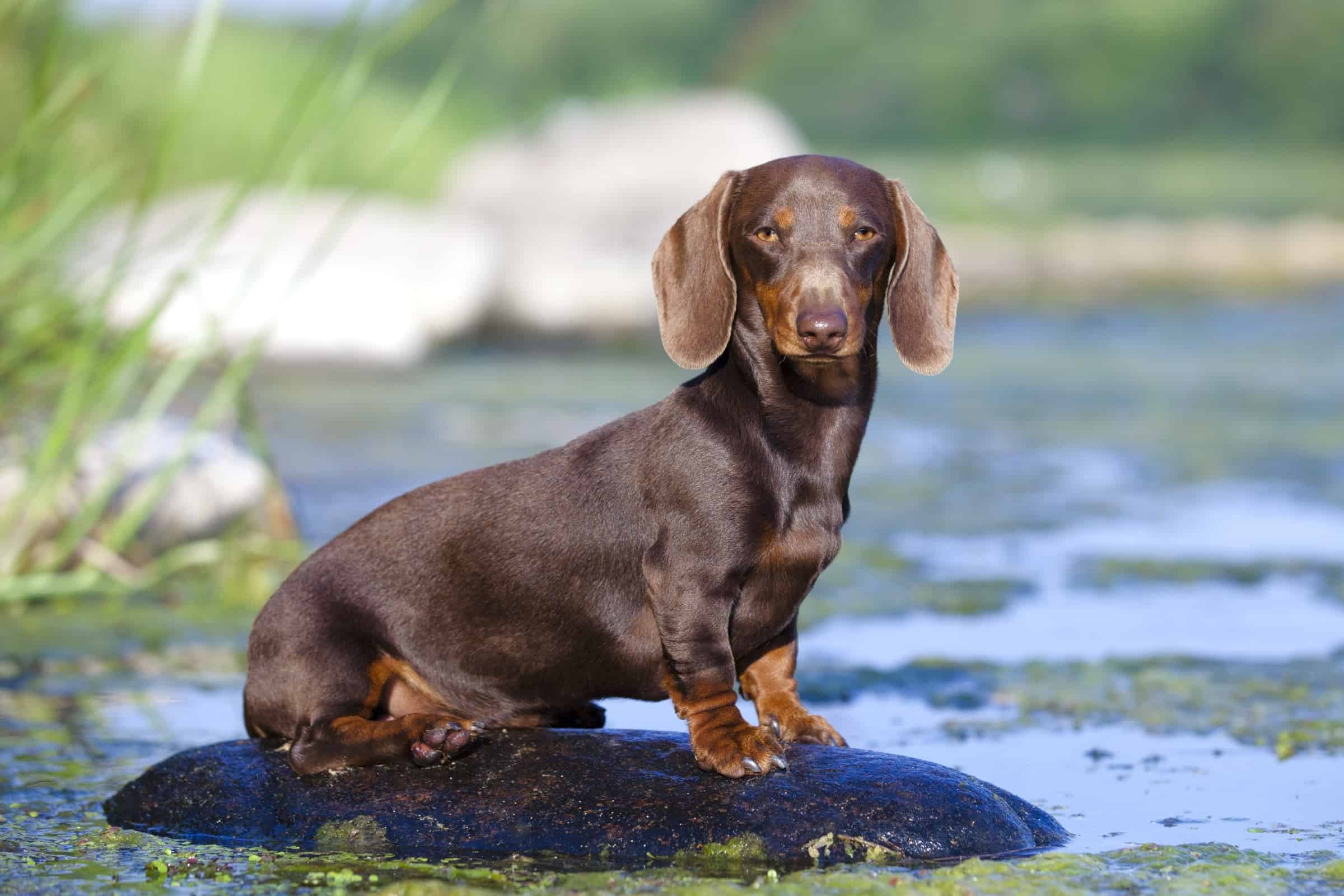 Mini Dachshund: Breed Info, Pictures, Traits & Care Guide