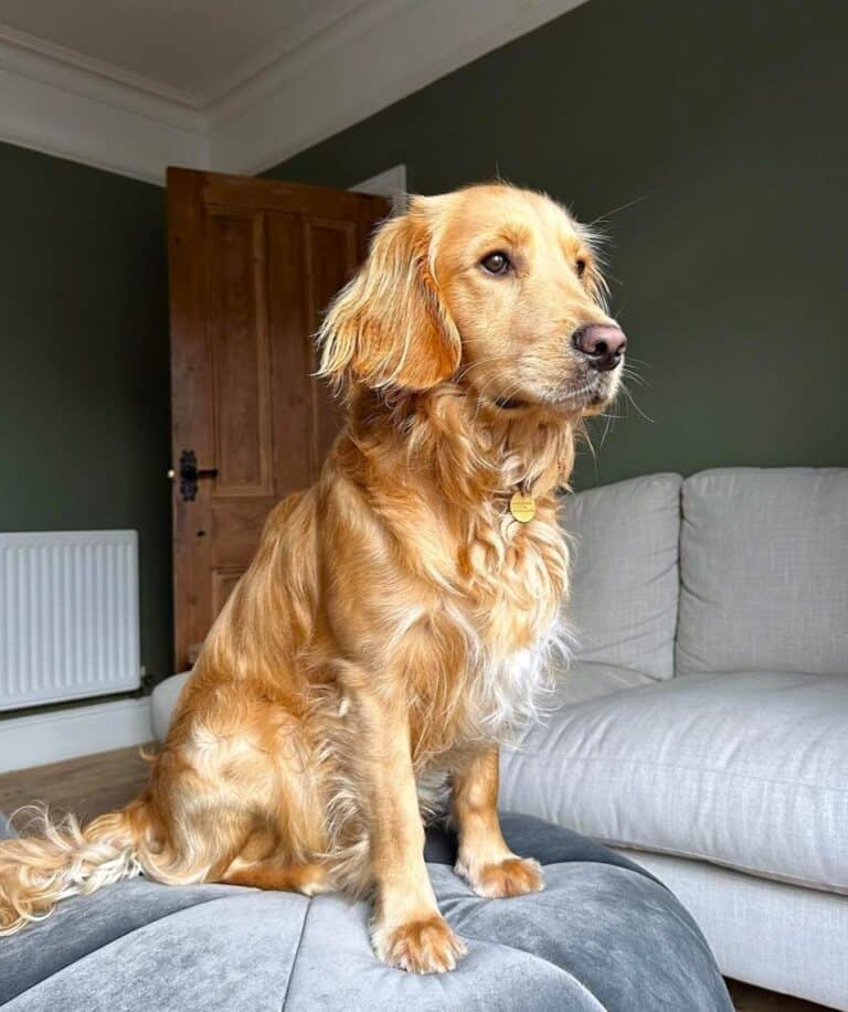 Mini Golden Retriever: Breed Info, Size, Pictures, Traits & Facts