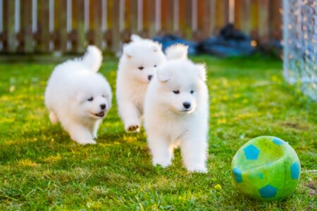Miniature Samoyed: Do Mini Samoyeds Exist? (With Pictures)