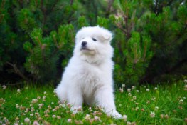 Miniature Samoyed: Do Mini Samoyeds Exist? (With Pictures)