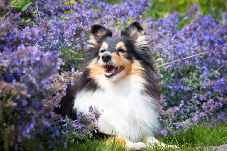 Miniature Sheltie: Everything You Need to Know (With Pictures)