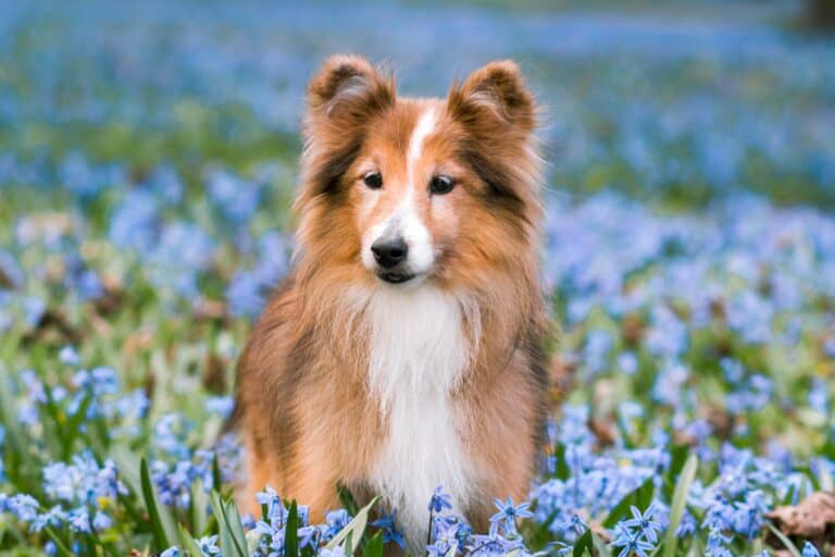 Miniature Sheltie: Everything You Need to Know (With Pictures)