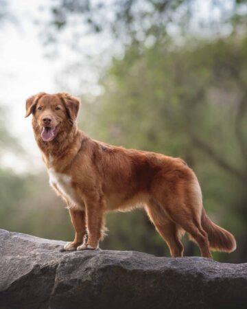 The Truth and Facts About Short-Haired Golden Retrievers