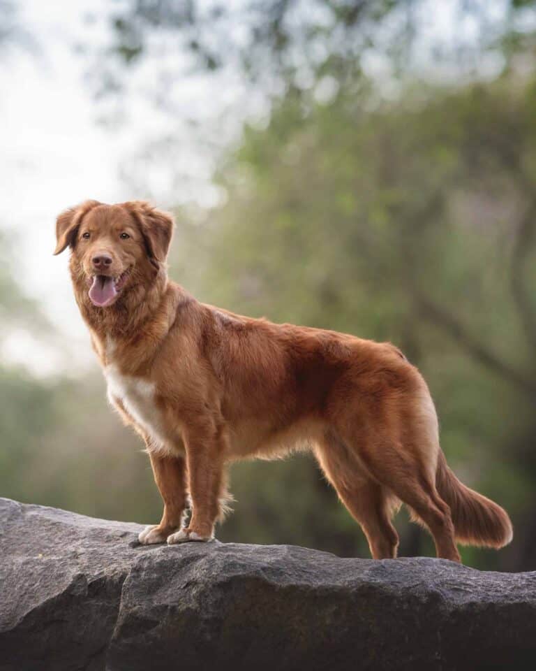 The Truth and Facts About Short-Haired Golden Retrievers