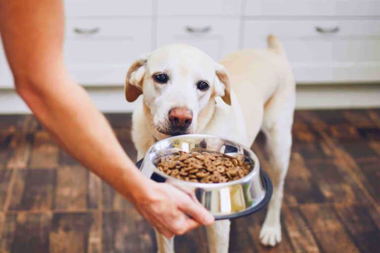 How Much to Feed a Labrador (Feeding Chart & Guide)