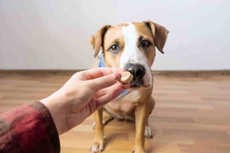 How Much to Feed a Pitbull (Feeding Chart & Guide)