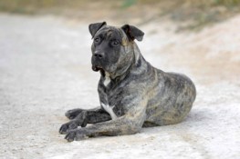 Perro de Presa Canario | Breed Information, Pictures & Facts