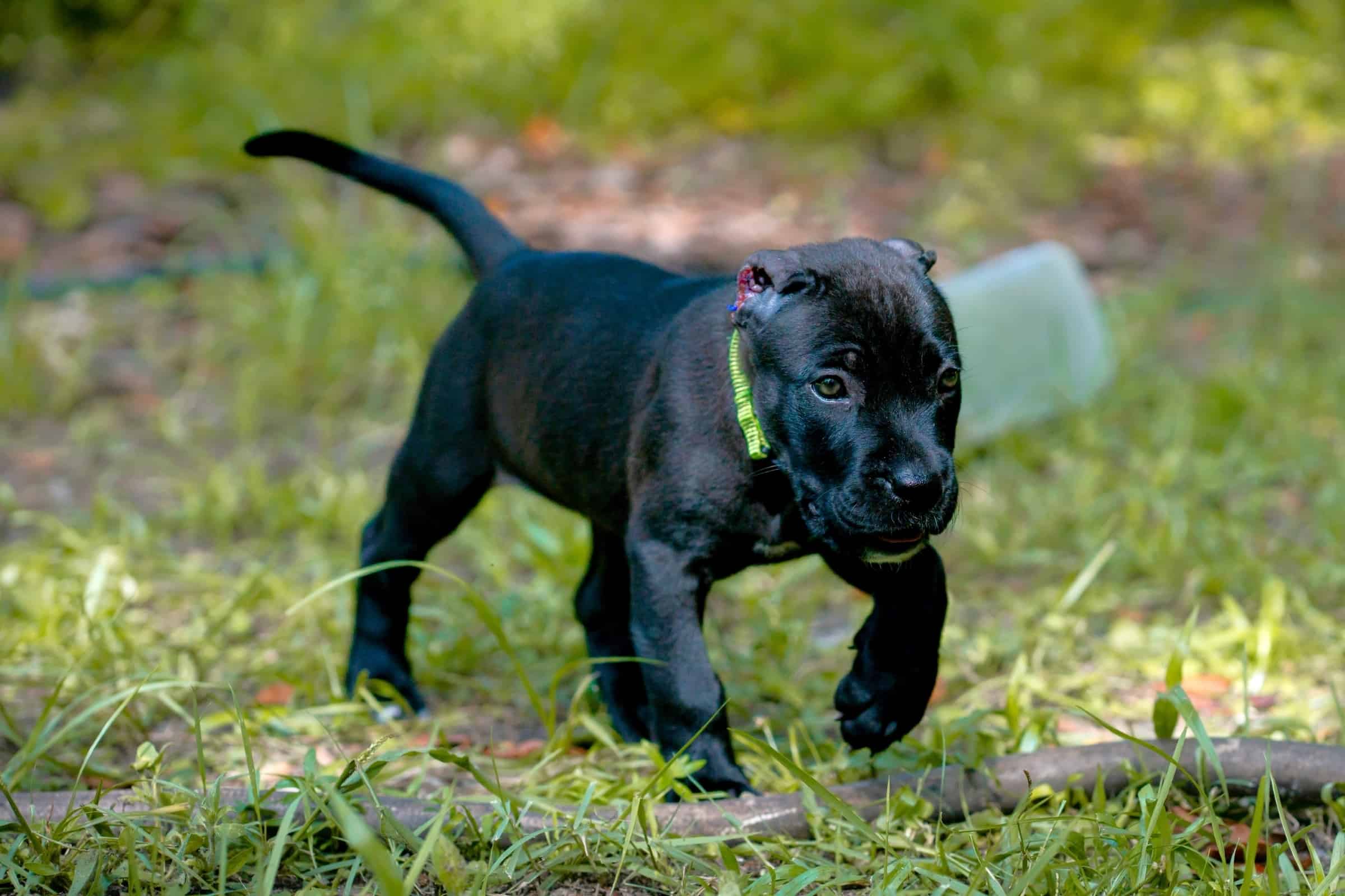 Perro de Presa Canario | Breed Information, Pictures & Facts