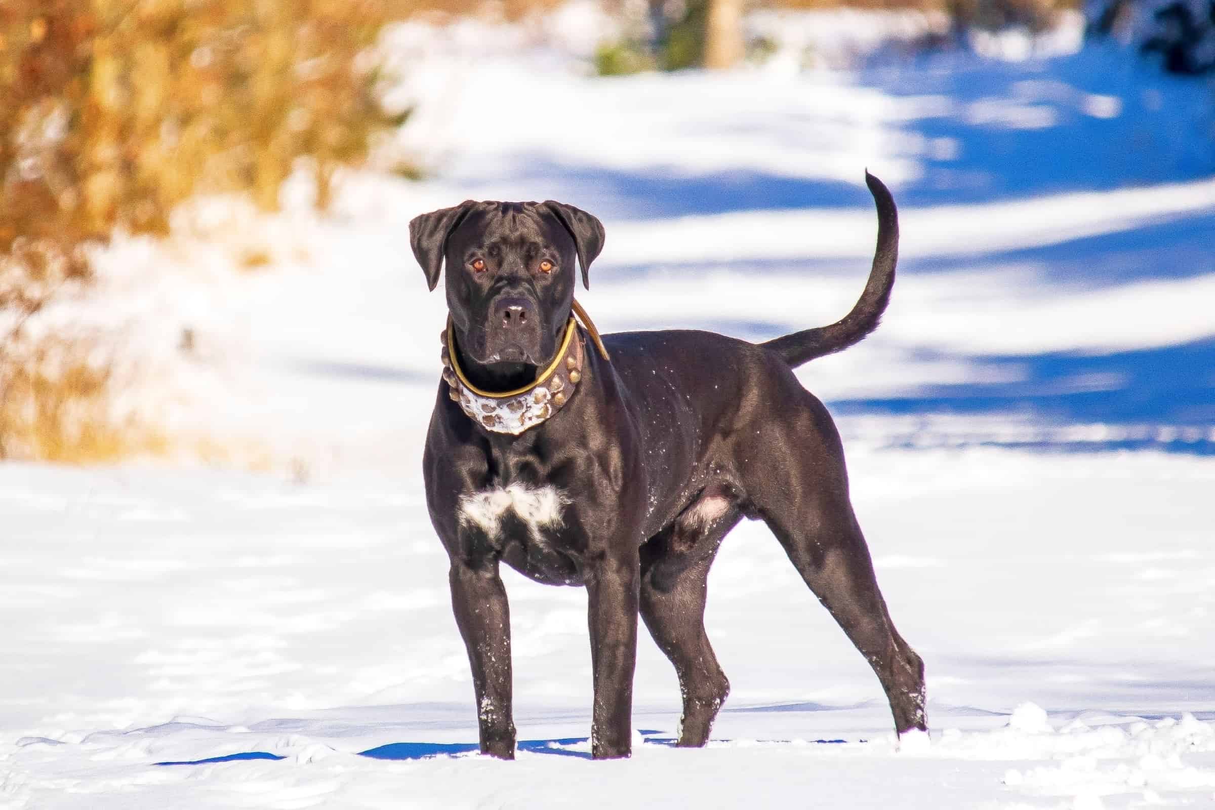 Perro de Presa Canario | Breed Information, Pictures & Facts