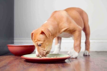 How Much to Feed a Pitbull (Feeding Chart & Guide)