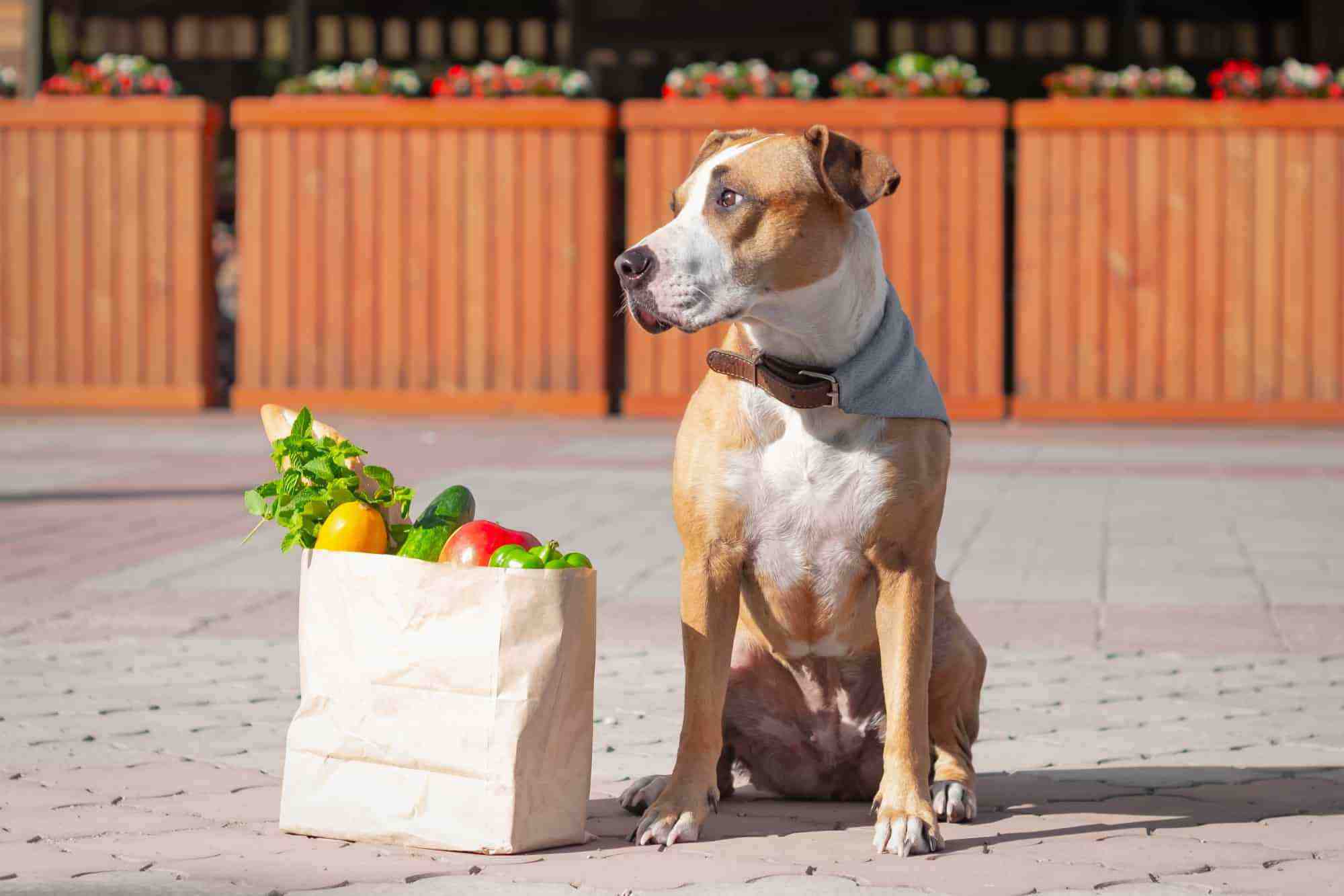 How Much to Feed a Pitbull (Feeding Chart & Guide)