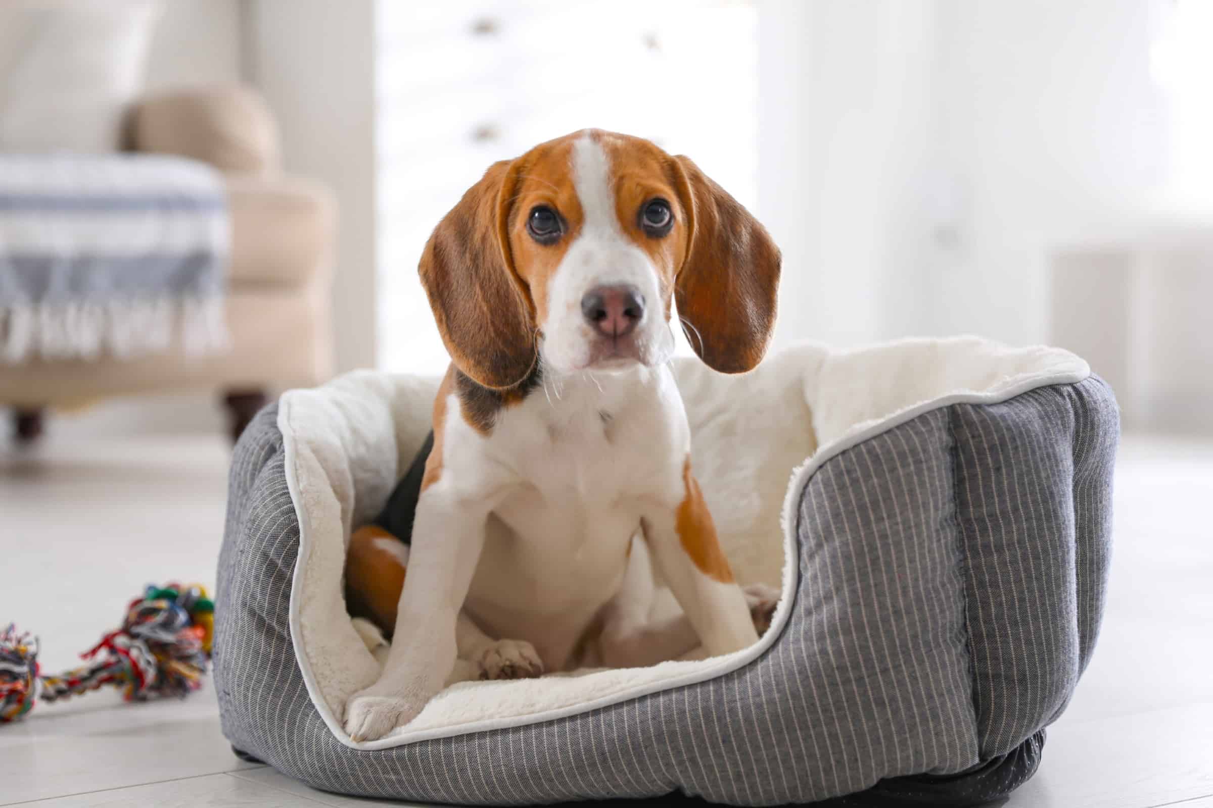 Pocket Beagle: Breed Info, Facts & Care Guide (With Pictures)