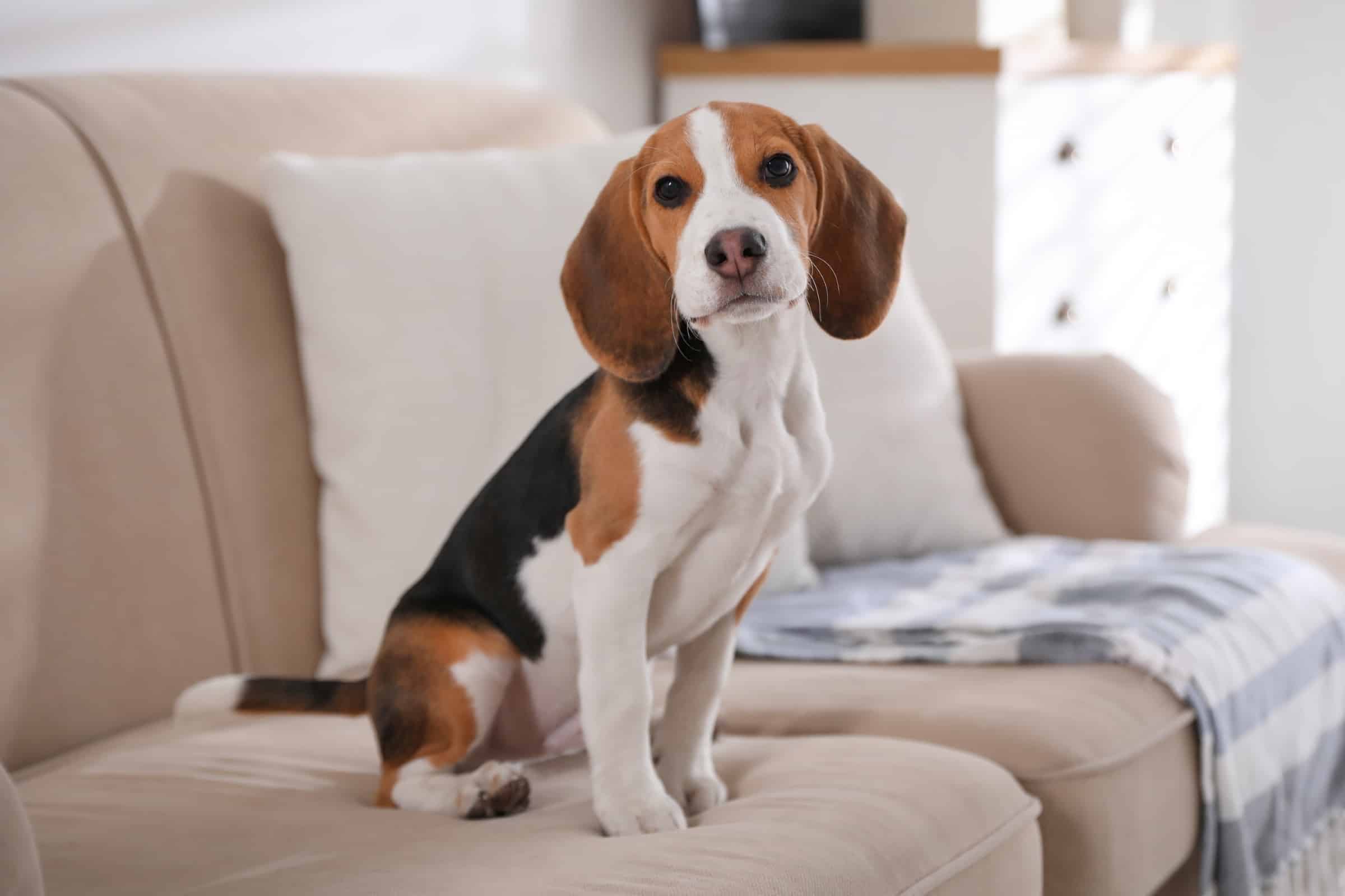Pocket Beagle: Breed Info, Facts & Care Guide (With Pictures)
