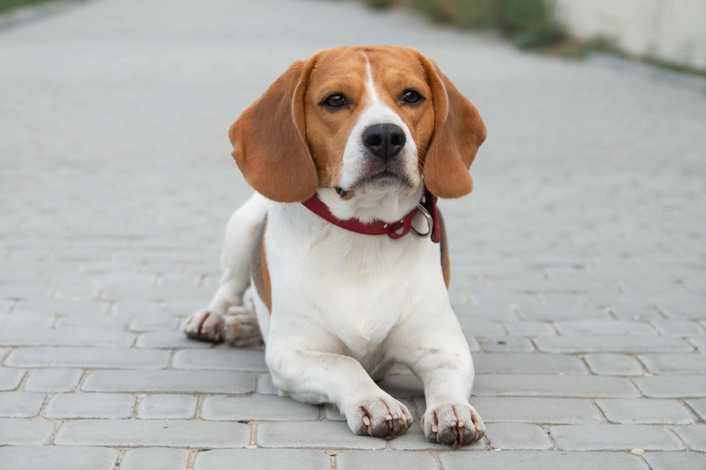 Pocket Beagle: Breed Info, Facts & Care Guide (With Pictures)