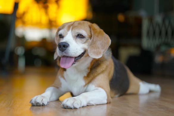 Pocket Beagle: Breed Info, Facts & Care Guide (With Pictures)