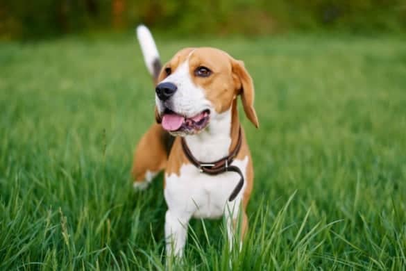 Pocket Beagle: Breed Info, Facts & Care Guide (With Pictures)