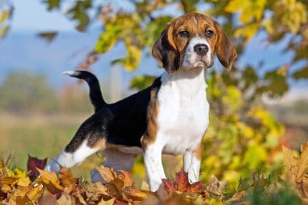 Pocket Beagle: Breed Info, Facts & Care Guide (With Pictures)